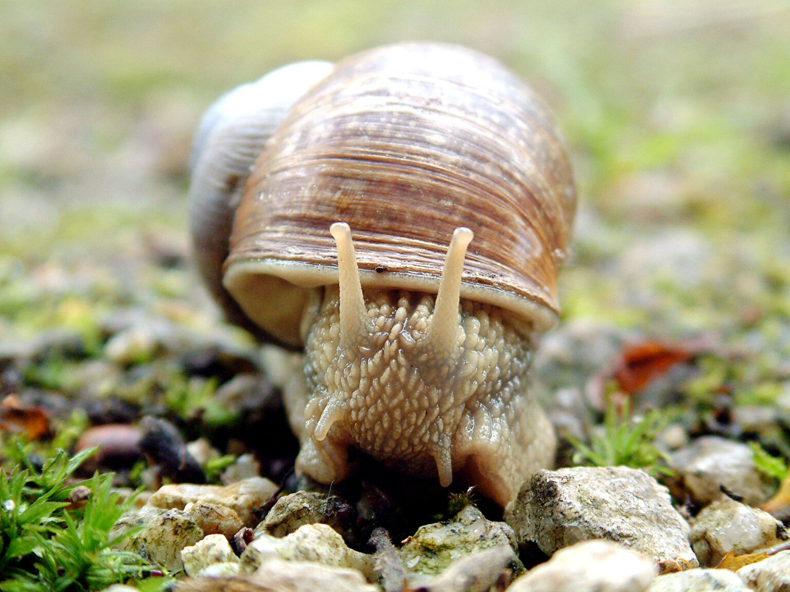 10 Astonishing Facts About Pet Snails That Will Blow Your Mind - Pet ...