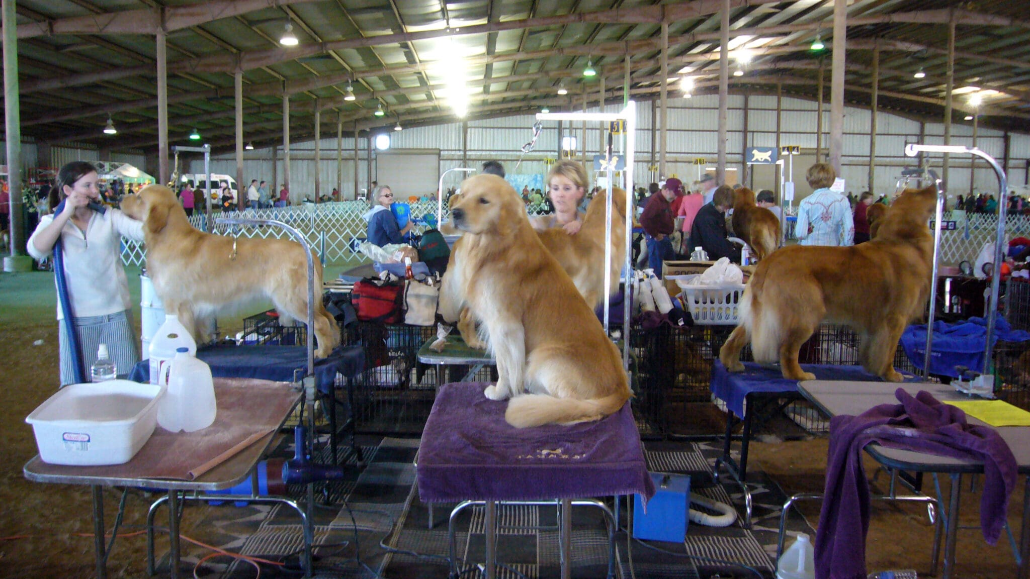 Essential Grooming Hacks to Keep Your Dog Healthy - Pet Hub USA