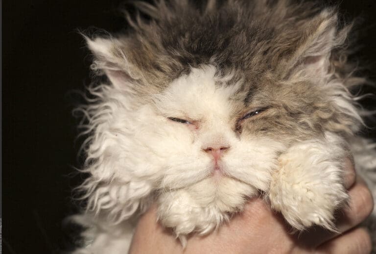 10 Cat Breeds That Perfect the Art of Permanent Grumpiness - Pet Hub USA