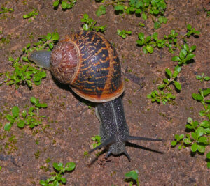 10 Astonishing Facts About Pet Snails That Will Blow Your Mind - Pet ...
