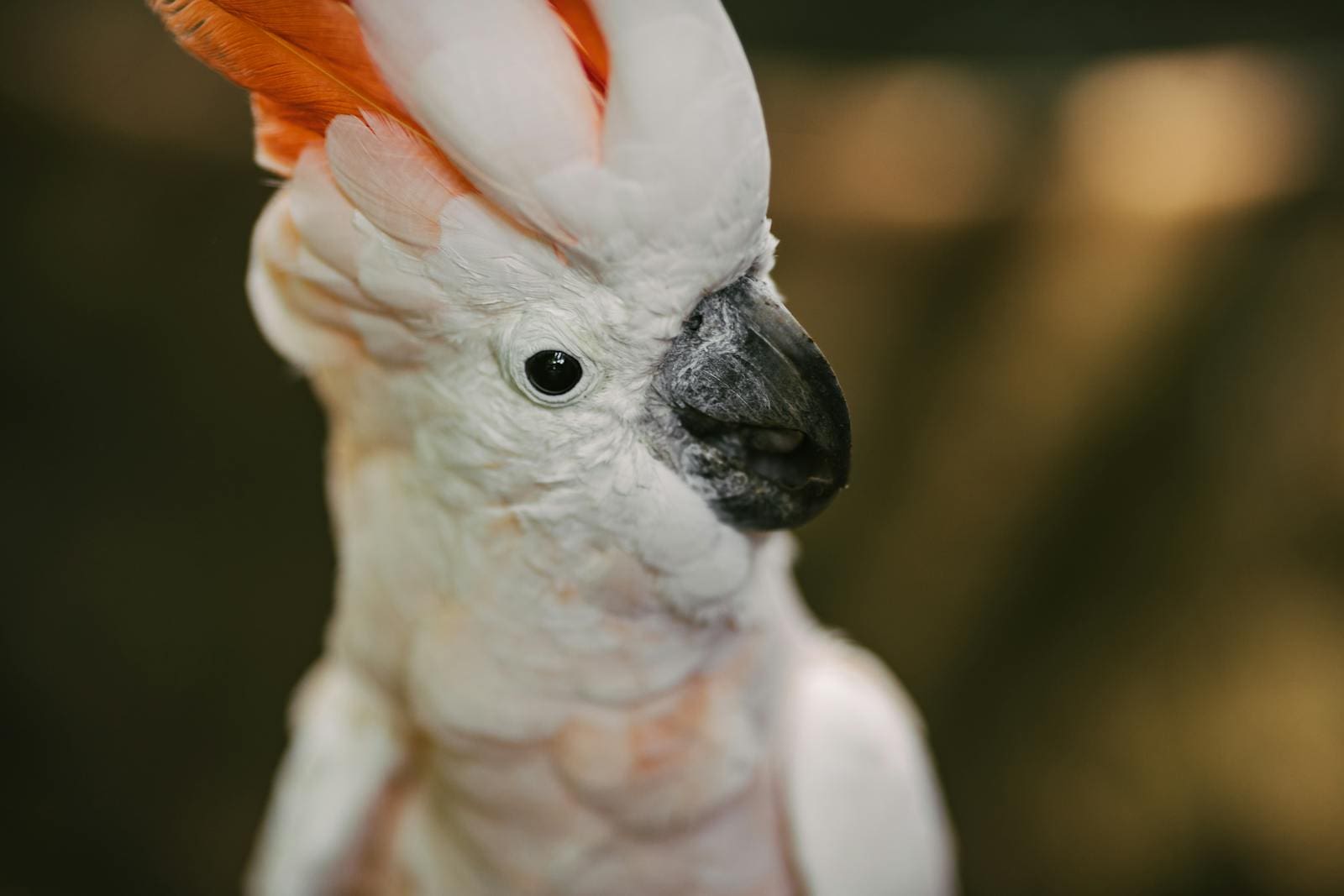 Top 10 Reasons Owning a Bird Will Change Your Life Forever - Pet Hub USA