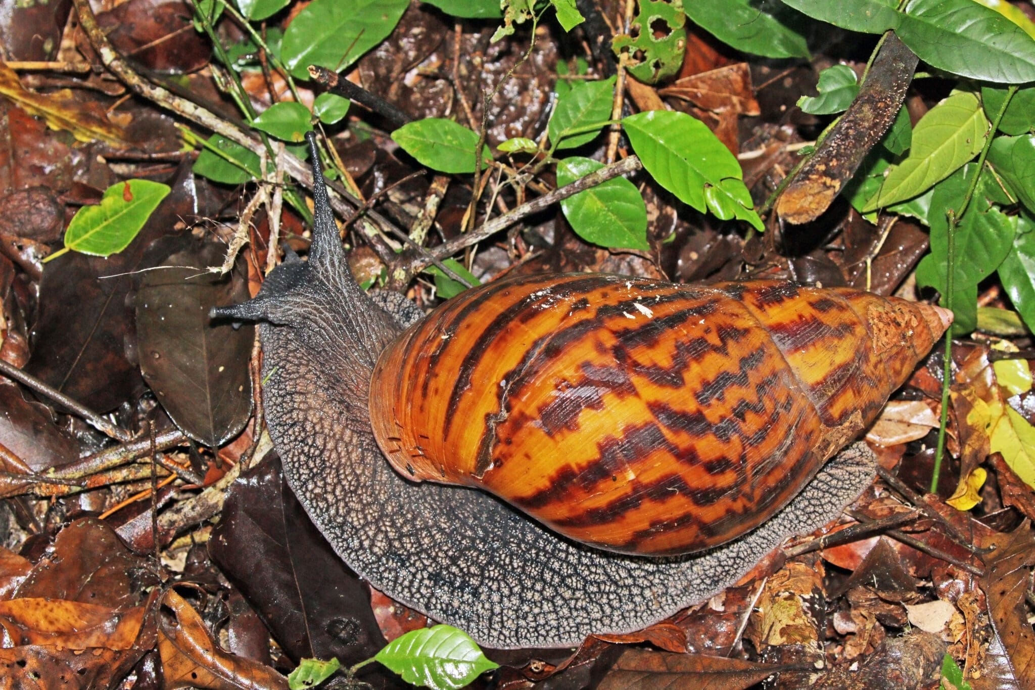 10 Astonishing Facts About Pet Snails That Will Blow Your Mind - Pet ...
