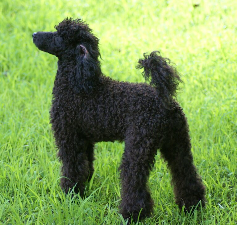 Top 20 Irresistibly Cute Names for Your Poodle Puppy - Pet Hub USA