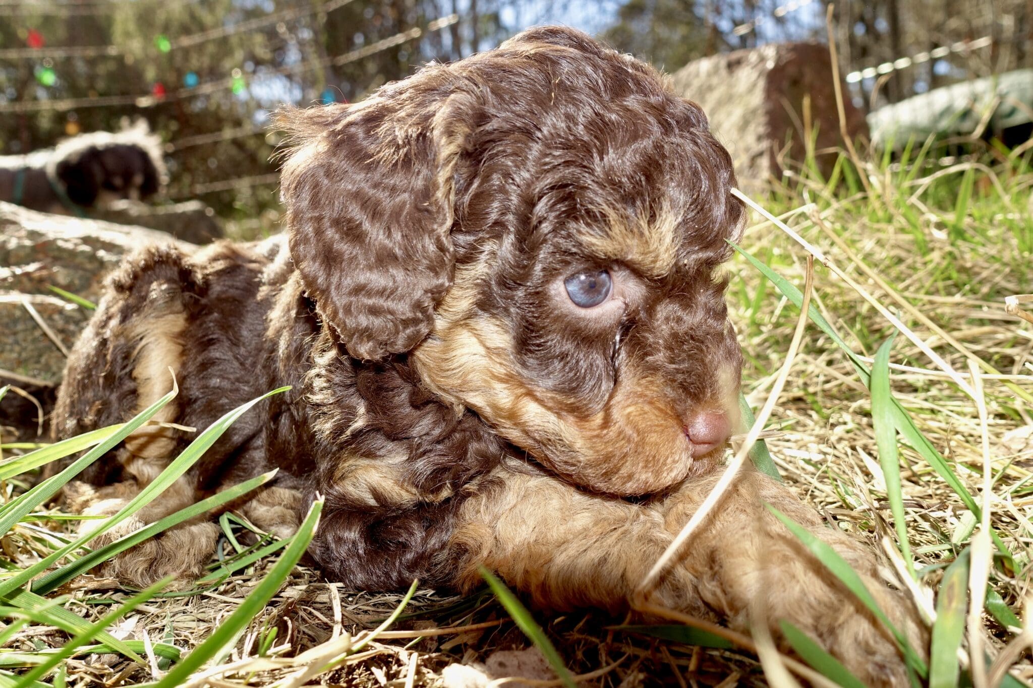 Top 20 Irresistibly Cute Names for Your Poodle Puppy - Pet Hub USA