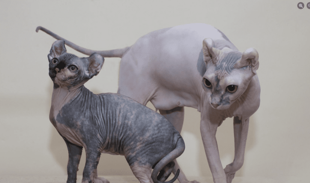 10 Unusual Cat Breeds That Are a Sight to Behold! - Pet Hub USA