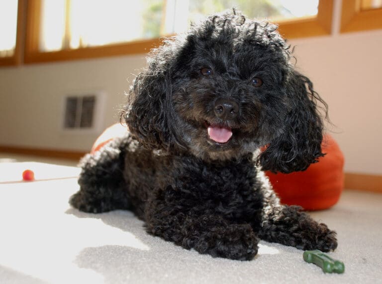 Top 20 Irresistibly Cute Names for Your Poodle Puppy - Pet Hub USA
