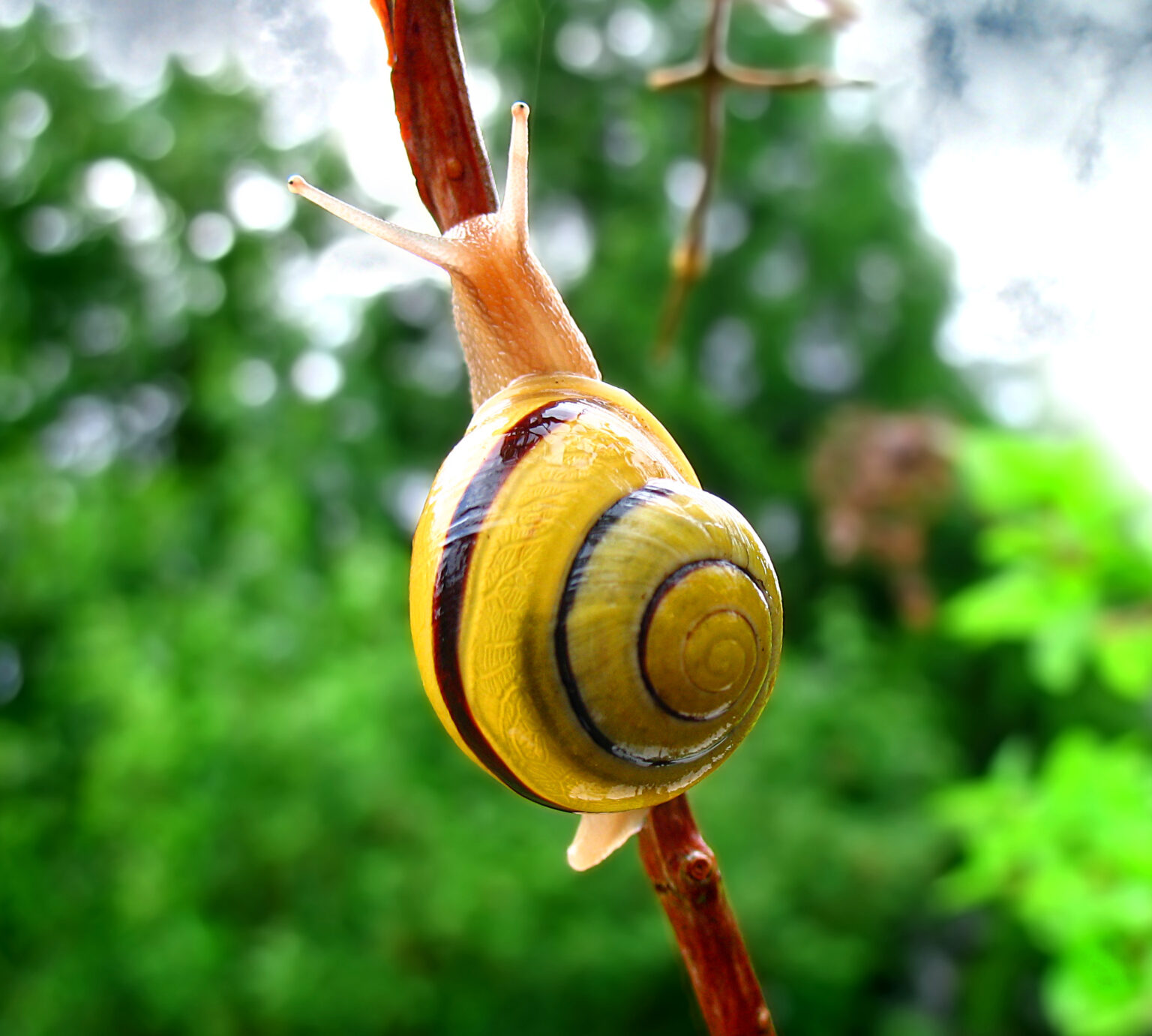 10 Astonishing Facts About Pet Snails That Will Blow Your Mind - Pet ...