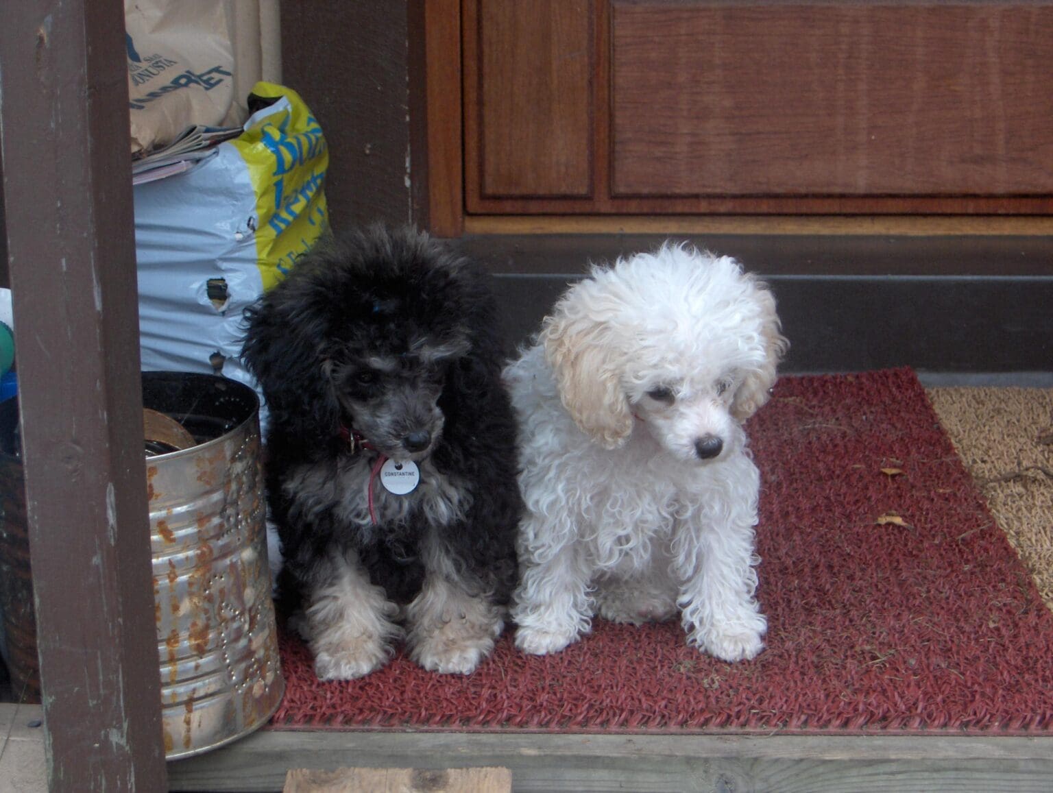 Top 20 Irresistibly Cute Names for Your Poodle Puppy - Pet Hub USA