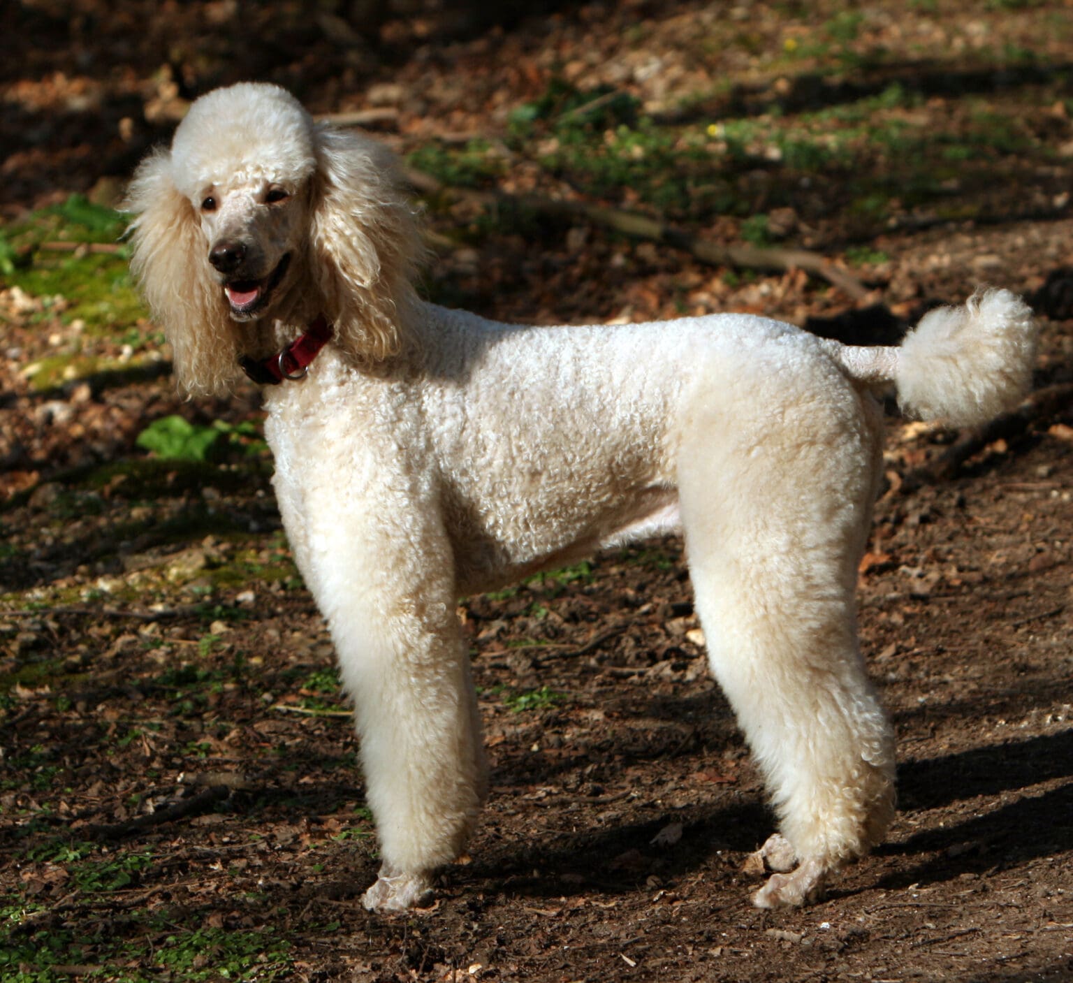 Top 20 Irresistibly Cute Names for Your Poodle Puppy - Pet Hub USA