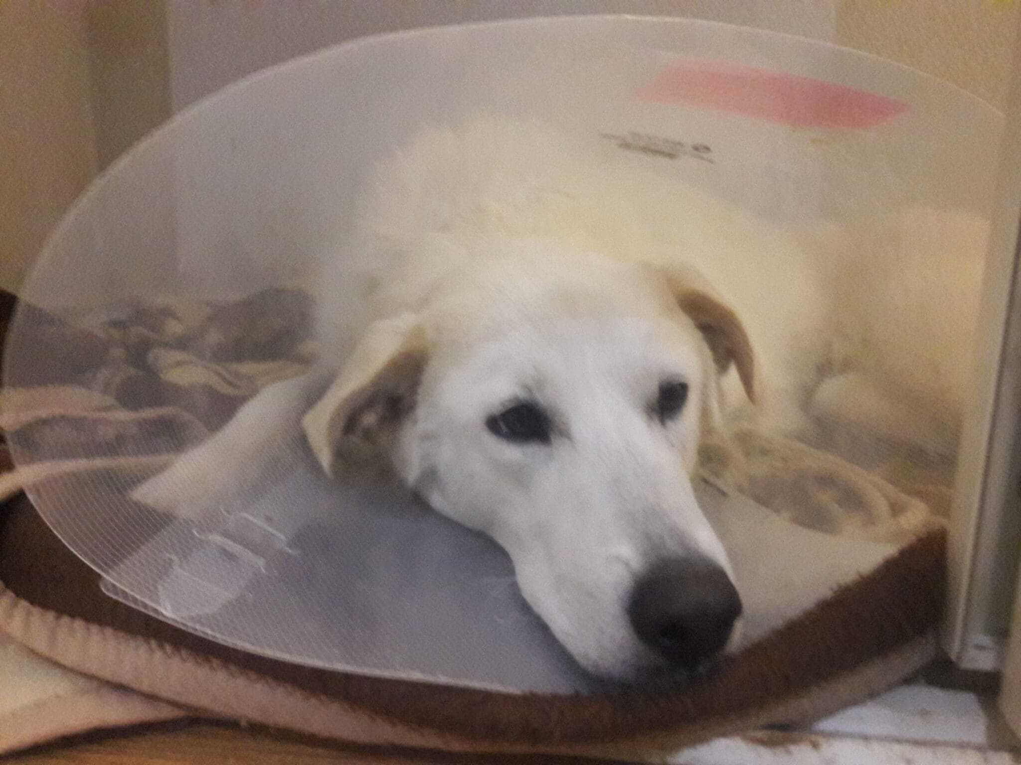 10 Puppy Health Issues You Need to Know Before It's Too Late - Pet Hub USA