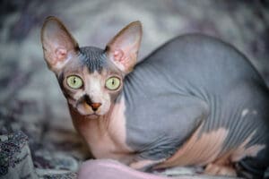 10 Cat Breeds That Perfect the Art of Permanent Grumpiness - Pet Hub USA