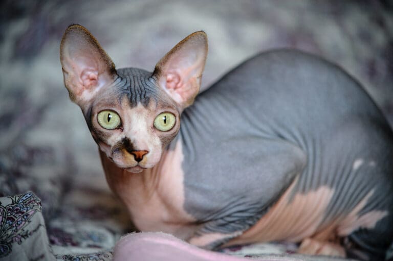 10 Cat Breeds That Perfect the Art of Permanent Grumpiness - Pet Hub USA