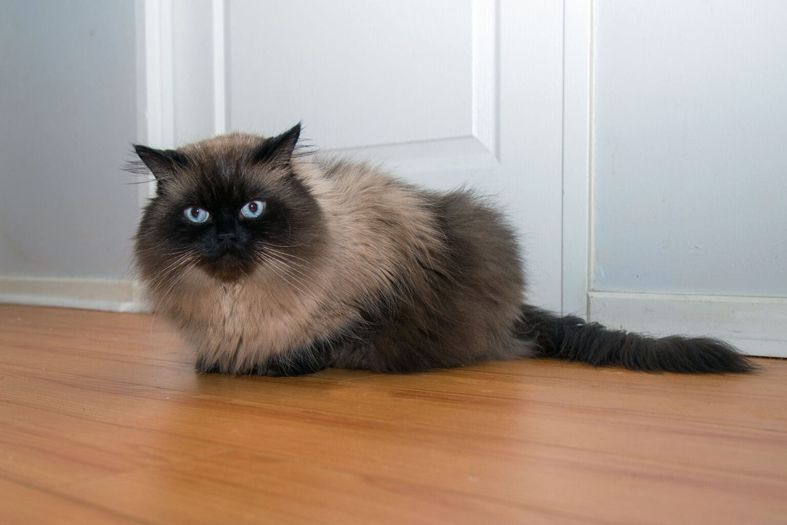 10 Cat Breeds That Perfect the Art of Permanent Grumpiness - Pet Hub USA
