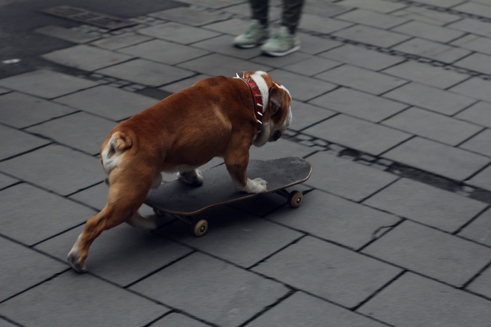 10 Things That Only the Brainiest Dogs Can Master - Pet Hub USA
