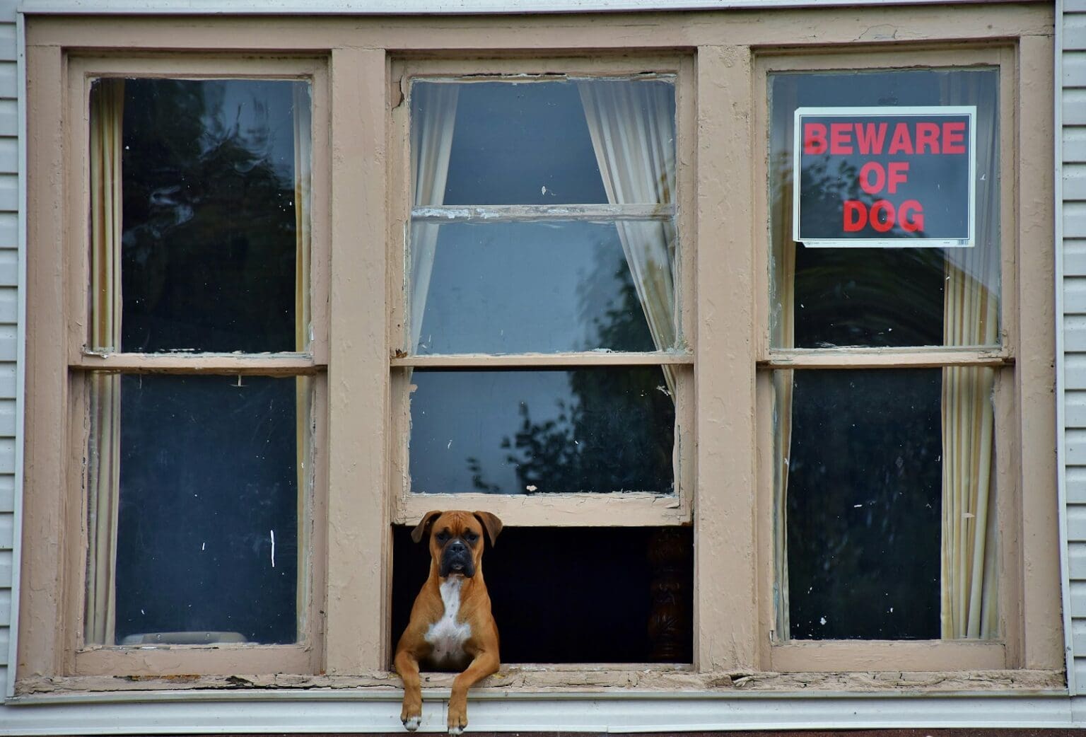 10 Ways Dogs Have Saved Humanity from Extinction - Pet Hub USA