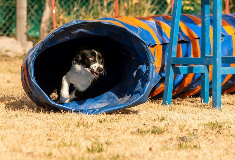 10 DIY Dog Agility Obstacles for Backyard Summer Fun - Pet Hub USA