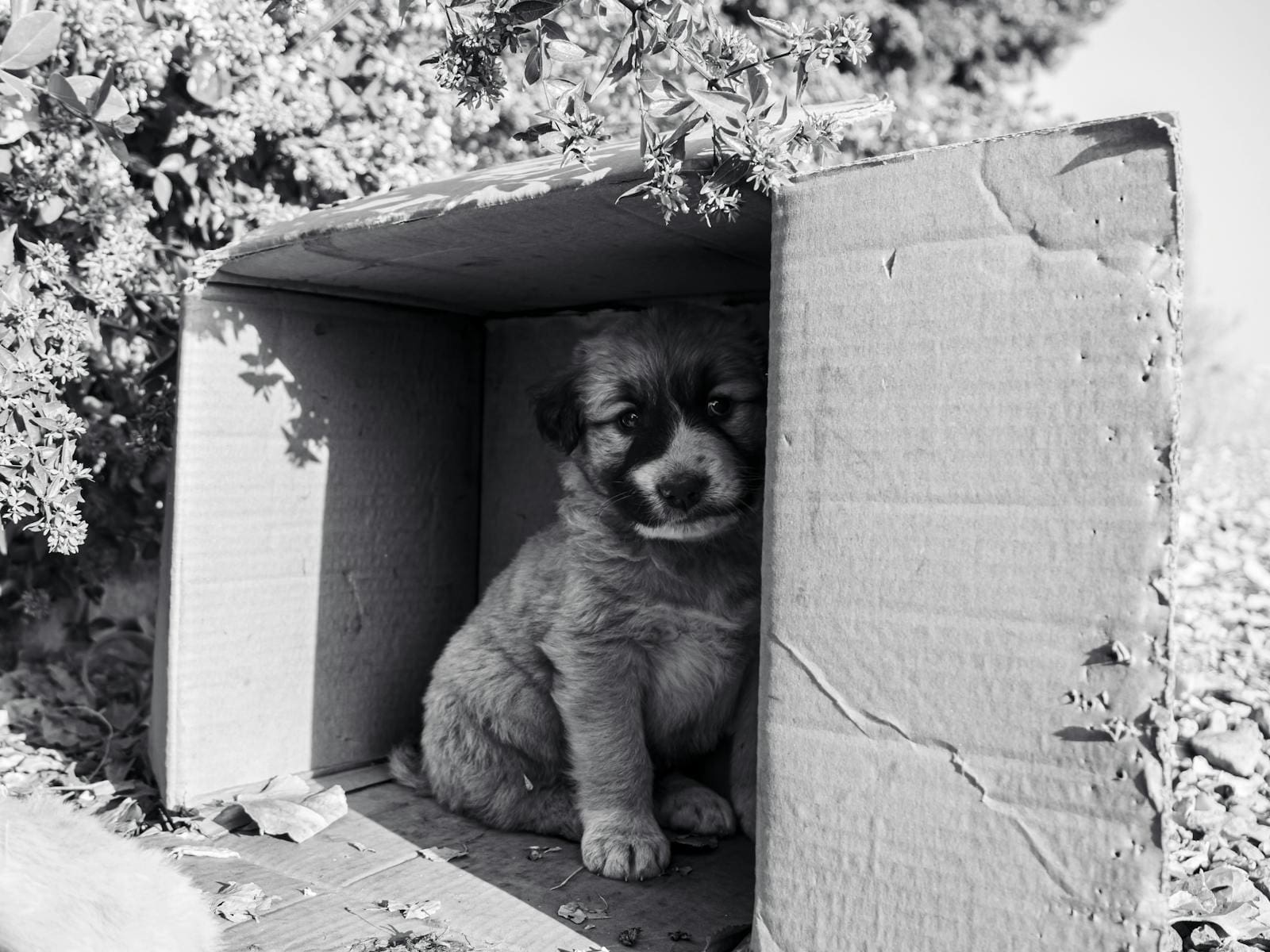 10 DIY Dog Agility Obstacles for Backyard Summer Fun - Pet Hub USA