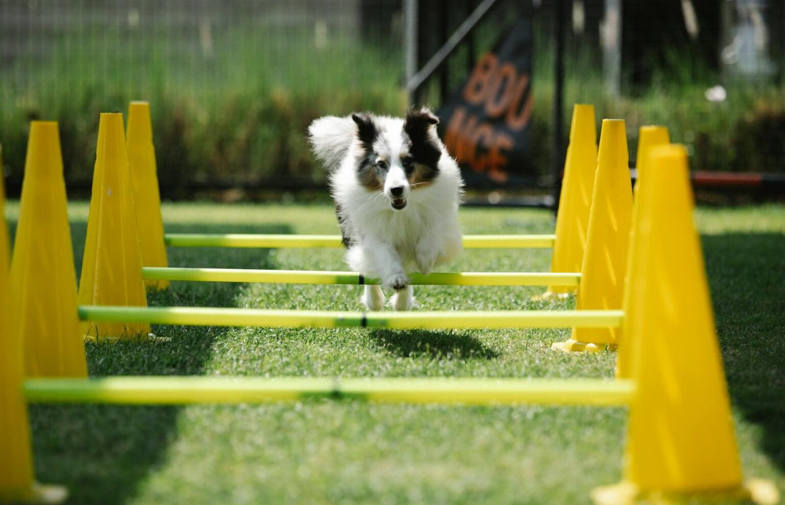 10 DIY Dog Agility Obstacles for Backyard Summer Fun - Pet Hub USA