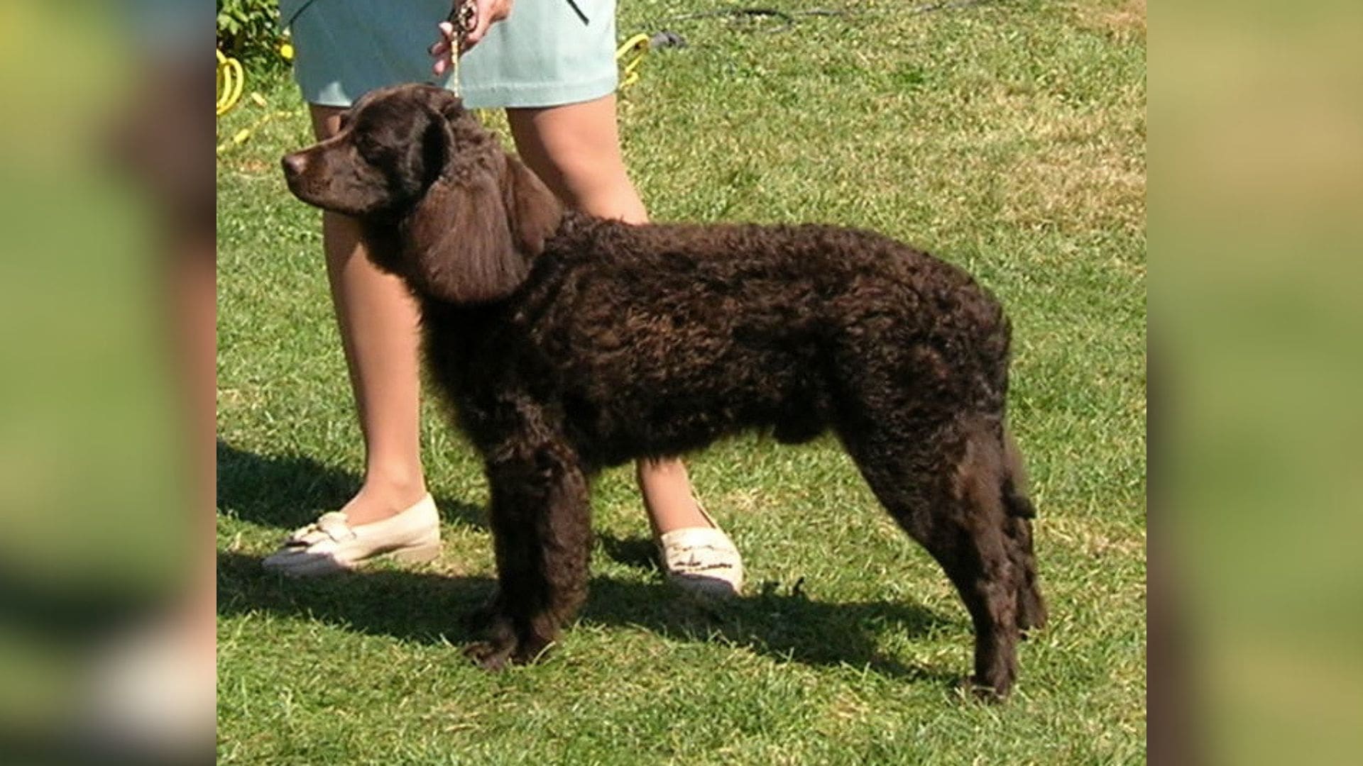 10 Dog Breeds That Love the Water (And 5 That Don’t!) - Pet Hub USA