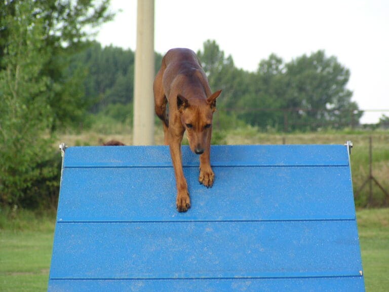 10 DIY Dog Agility Obstacles for Backyard Summer Fun - Pet Hub USA
