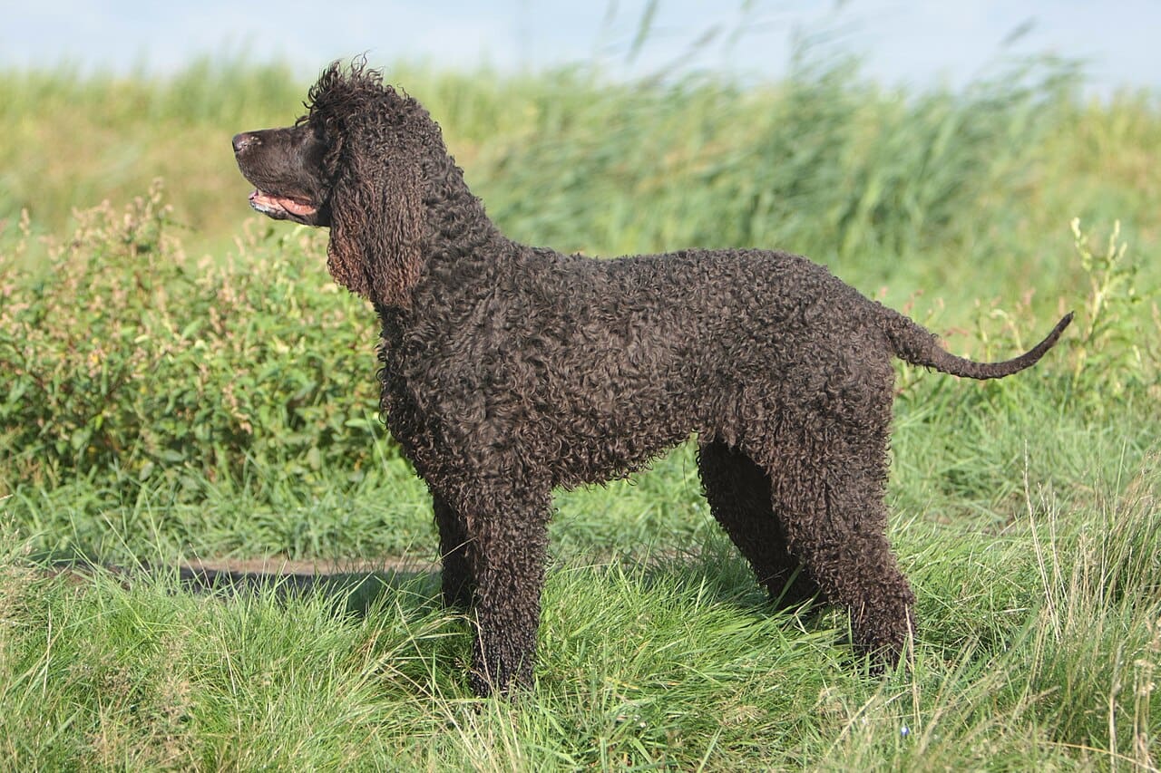 10 Dog Breeds That Love the Water (And 5 That Don’t!) - Pet Hub USA