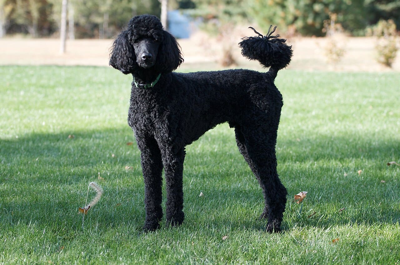 10 Dog Breeds That Love the Water (And 5 That Don’t!) - Pet Hub USA