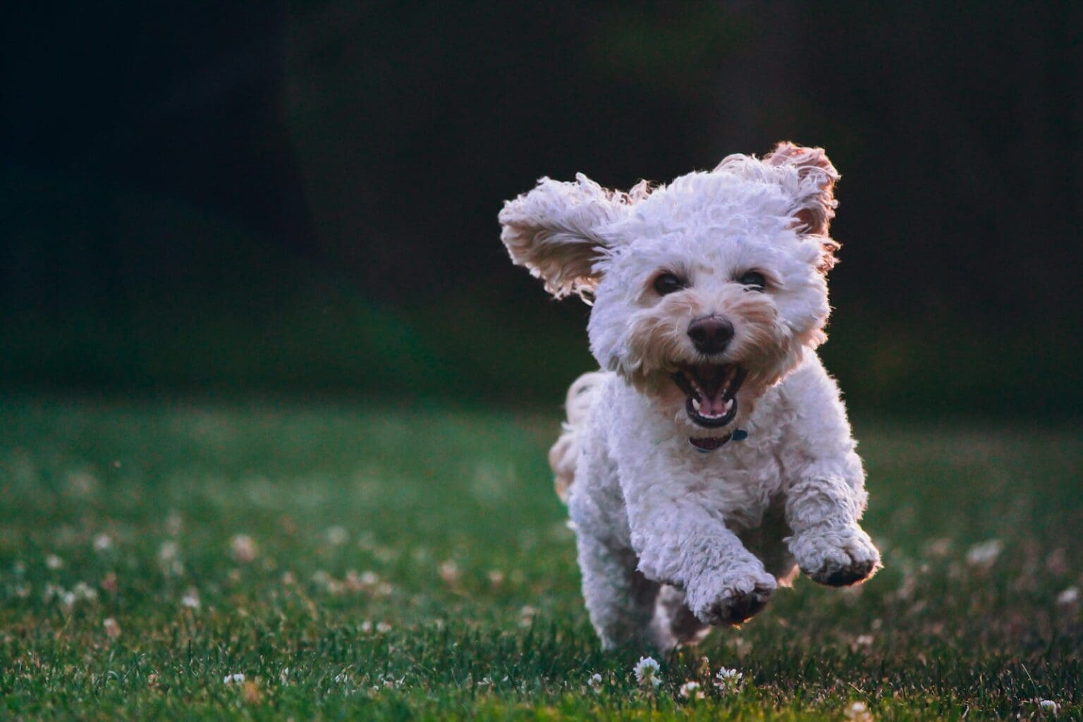 15 Ways to Bond With a New Dog (That Aren’t Just Walks) - Pet Hub USA