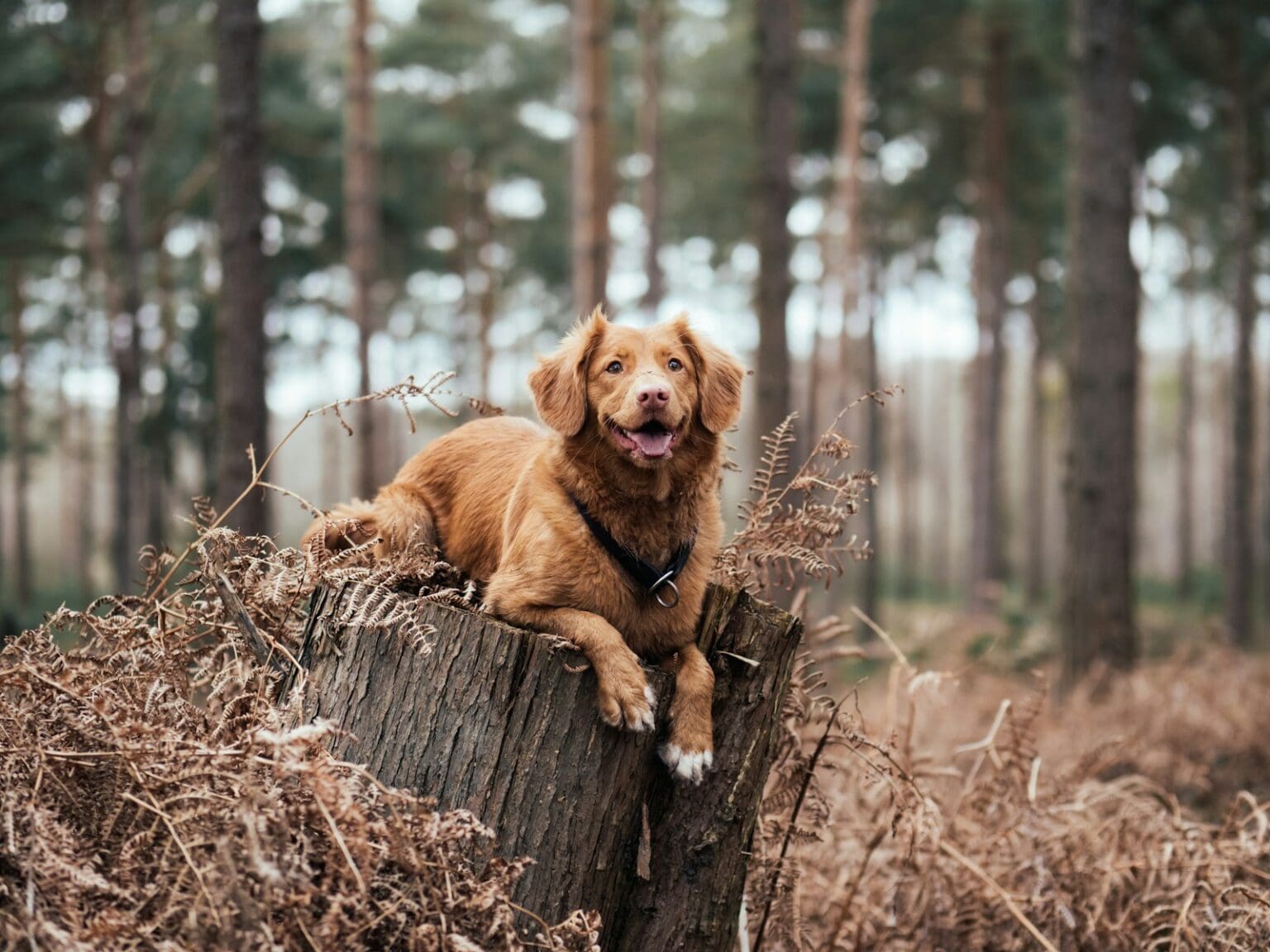 10 DIY Dog Agility Obstacles for Backyard Summer Fun - Pet Hub USA