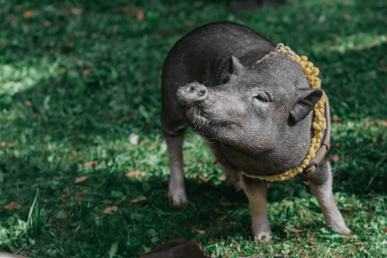 Exotic Pets on the Rise: What’s Fueling the Demand for Unusual Animal ...
