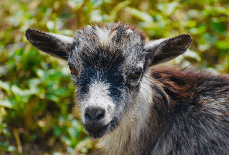 Exotic Pets on the Rise: What’s Fueling the Demand for Unusual Animal ...