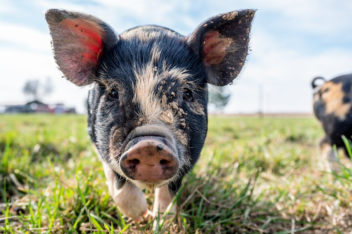 Exotic Pets on the Rise: What’s Fueling the Demand for Unusual Animal ...