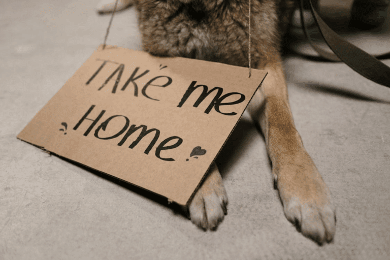 From Rescue to Royalty: The Year’s Most Heartwarming Pet Adoption ...